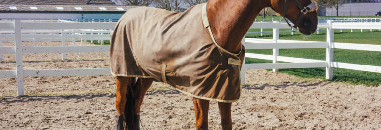 Comment choisir sa couverture pour cheval